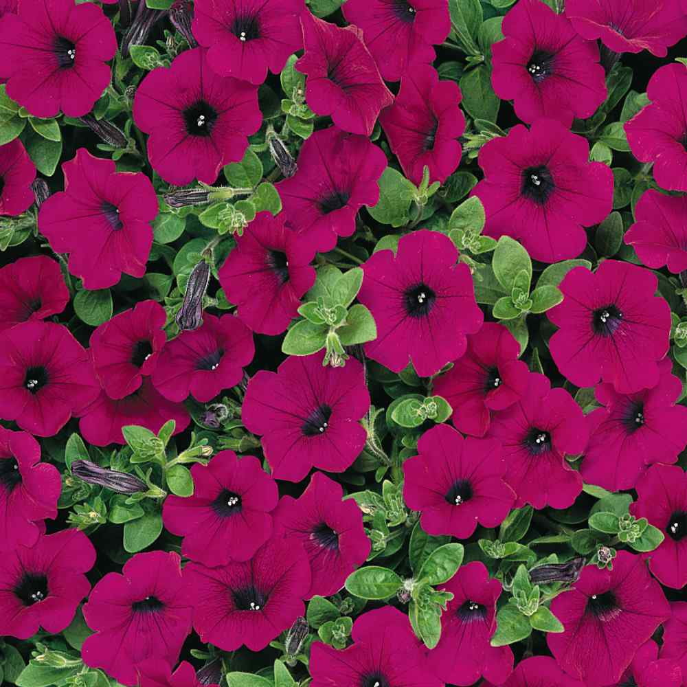 Purple Classic Wave Petunias Only Grow 5 - 7 Inches Tall - 30 Seeds ...