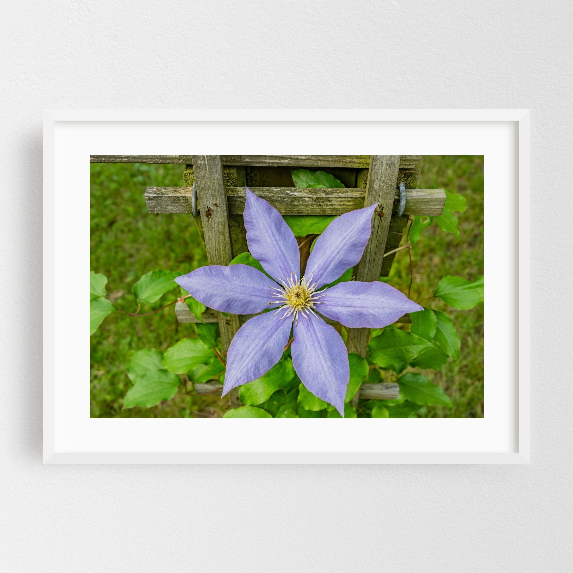 Purple Clematis in Bloom, York County PA - Pennsylvania Photography ...