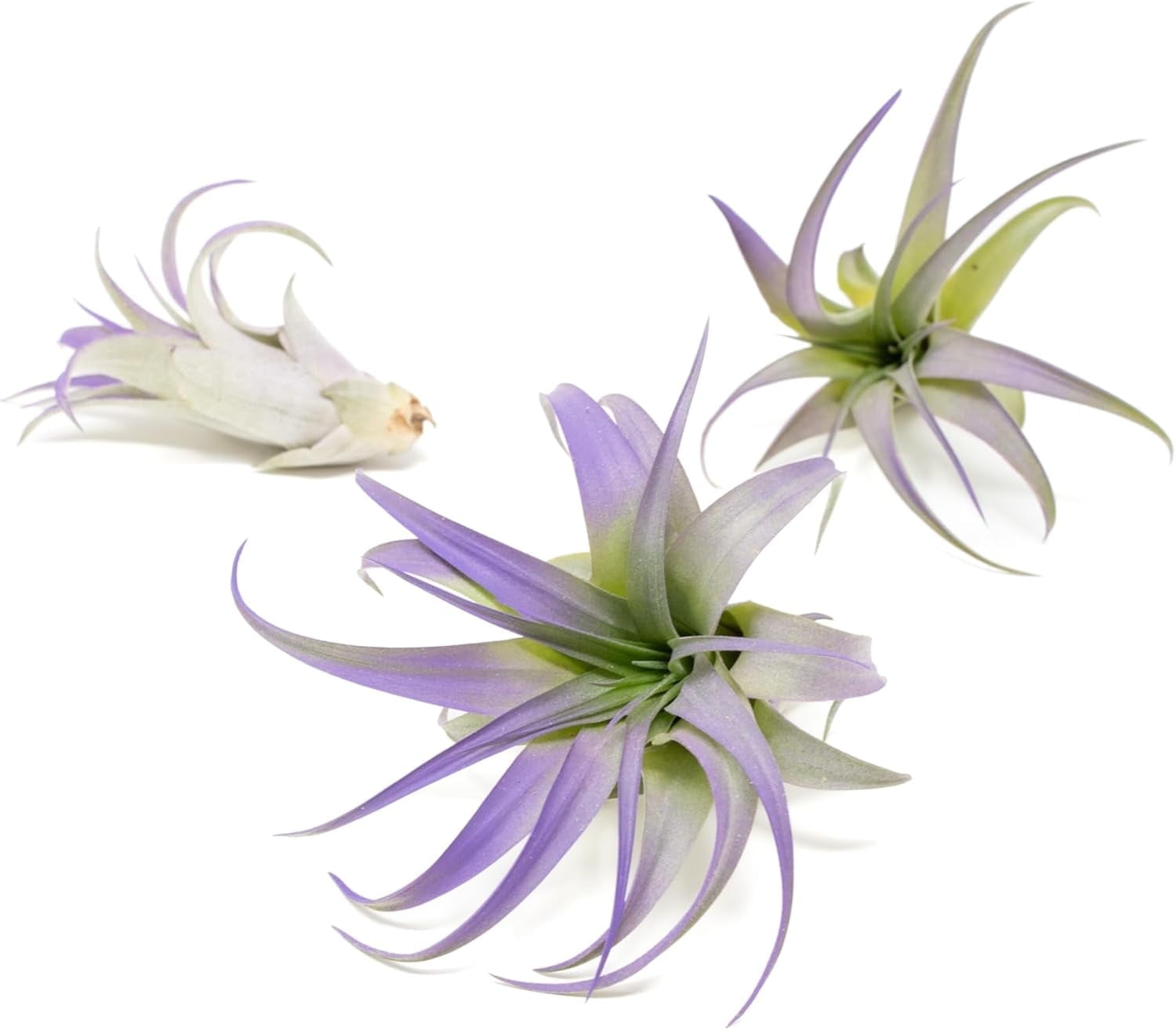 The Air Plant Shop Purple Colorful Tillandsia Air Plants Pack of 3 Easy ...