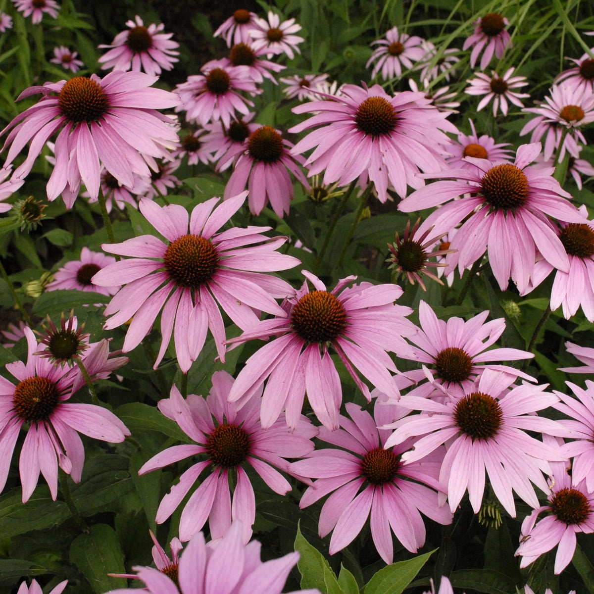 Outsidepride 100 Purple Coneflower Echinacea Purpurea Magnus Plant ...