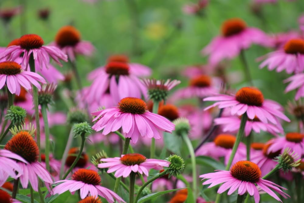 Purple Coneflower Plants for Growing, Not Seeds, Healthy Rootstock of ...