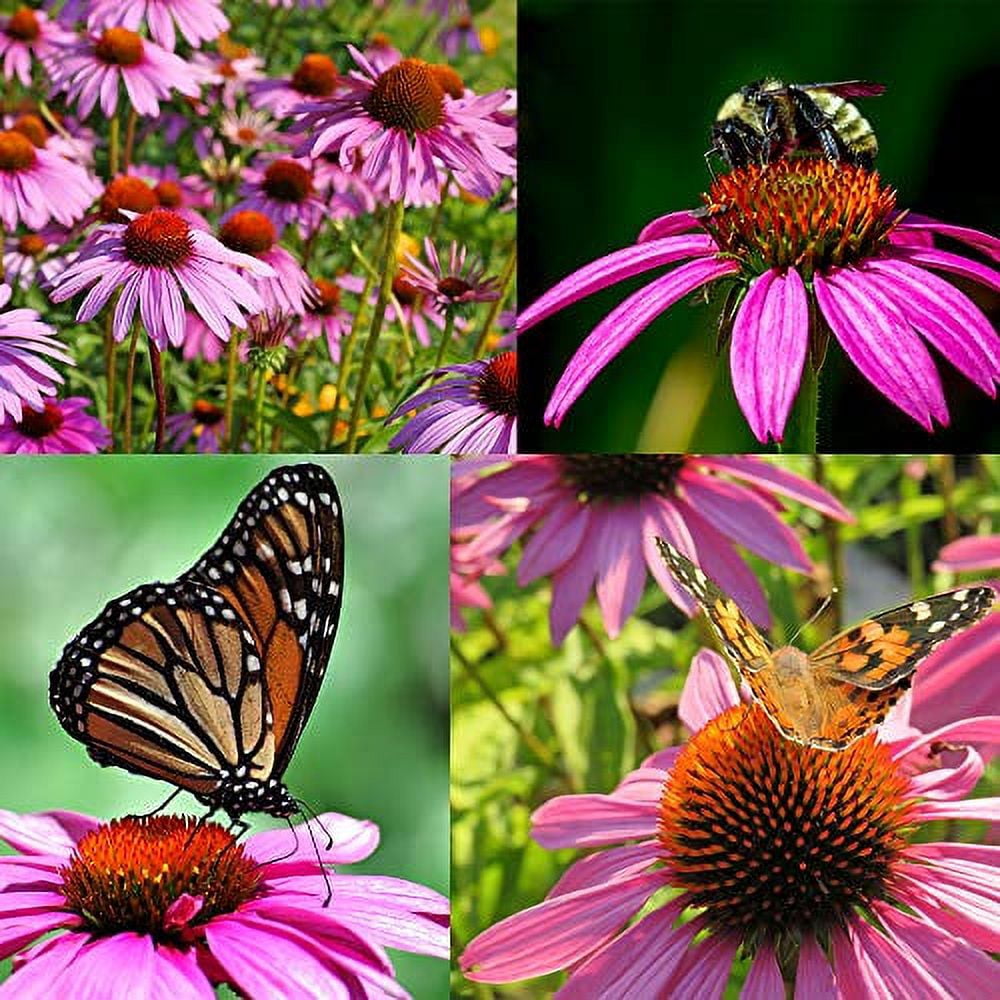 Purple Coneflower Seeds, Over .. 5300 Echinacea Seeds for .. Planting ...