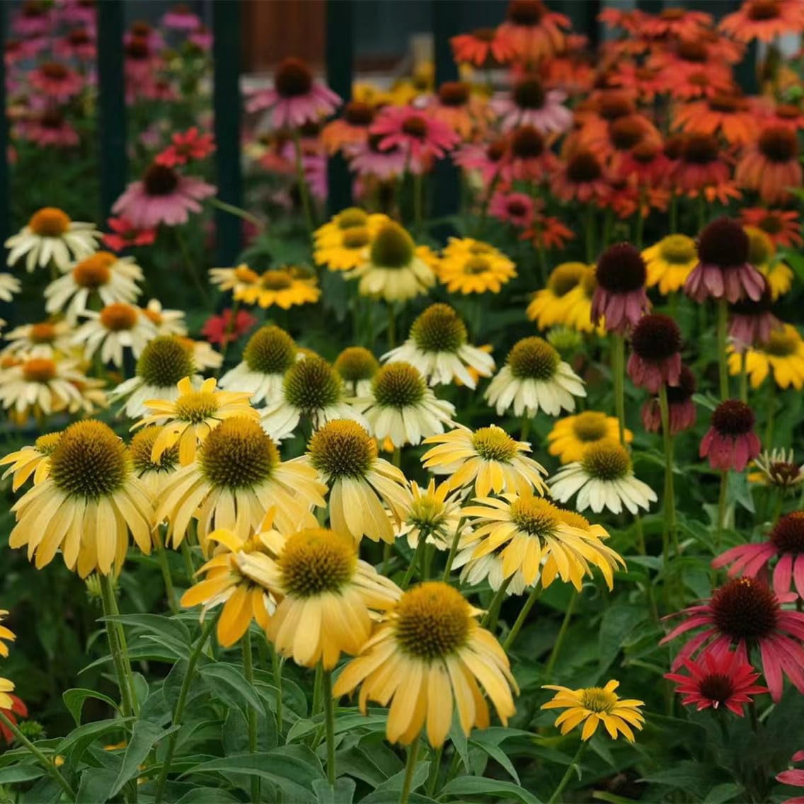 Purple Coneflower Seeds, Pack DHF10 of 2000 Echinacea Seeds for ...