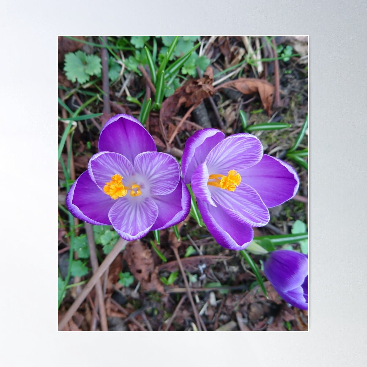 Purple Crocus #3 Poster Wall Art, Modern Wall Decor For Living Room ...