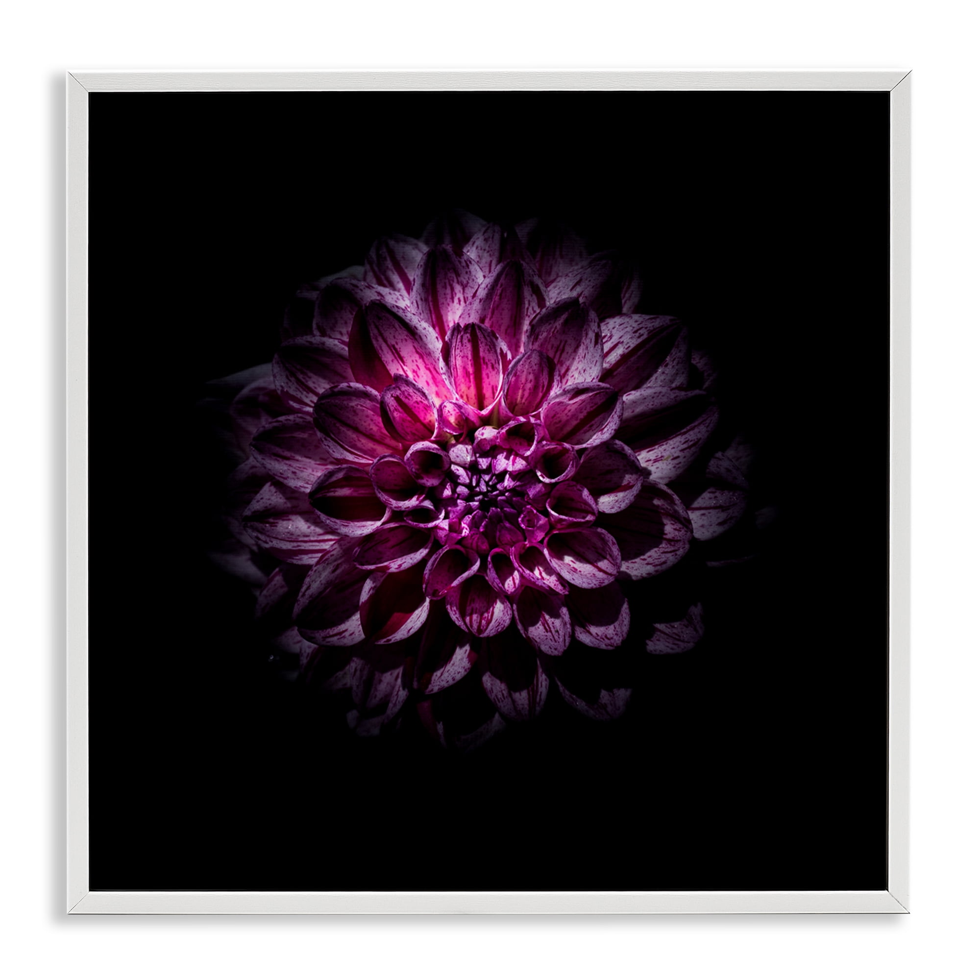 Purple Dahlia Dark Contemporary White Framed Giclee Art, design by ...