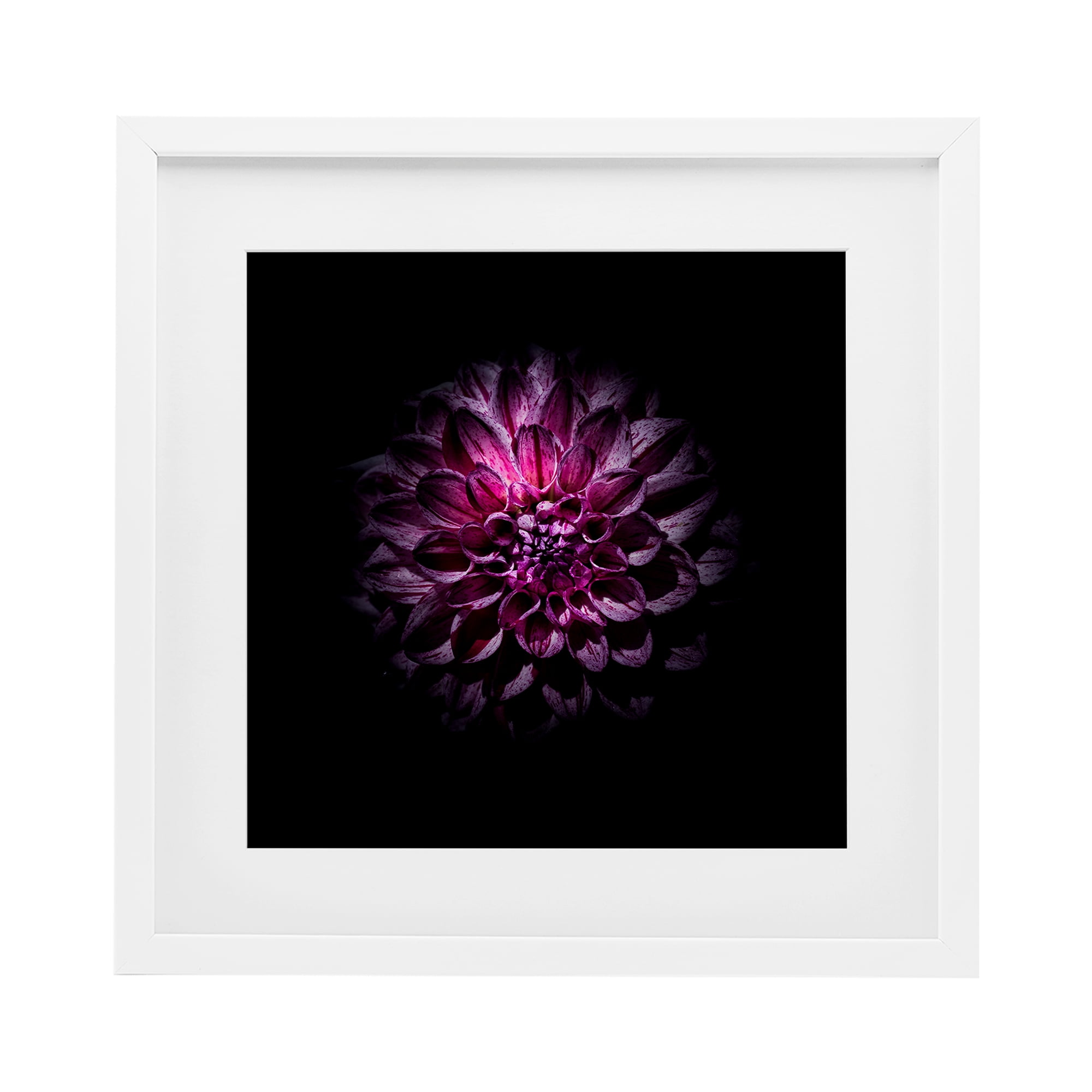 Purple Dahlia Dark Contemporary White Framed Print Under Glass, design ...
