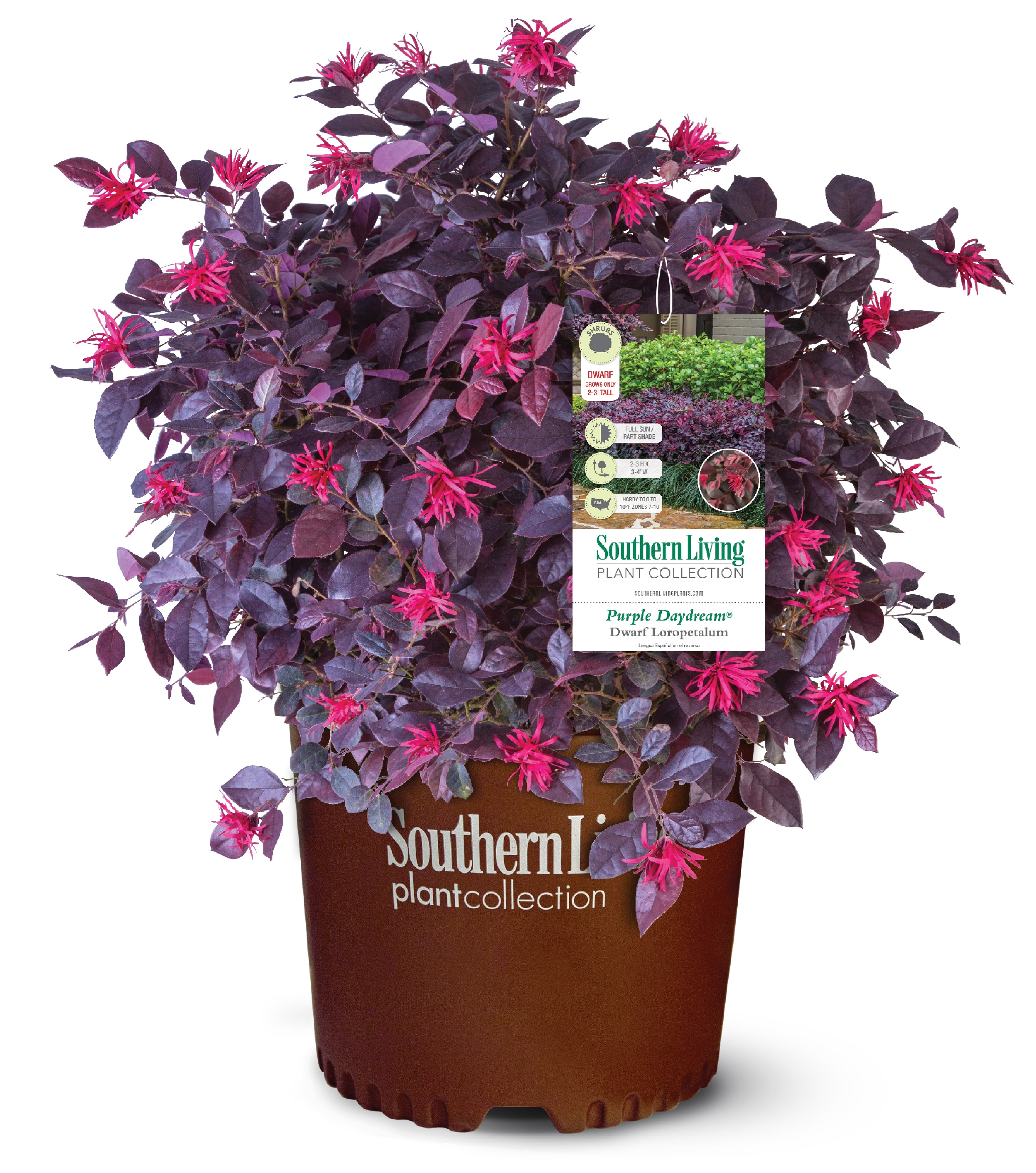 Southern Living Purple Daydream Loropetalum Live Shrub in 2.5-Quart ...