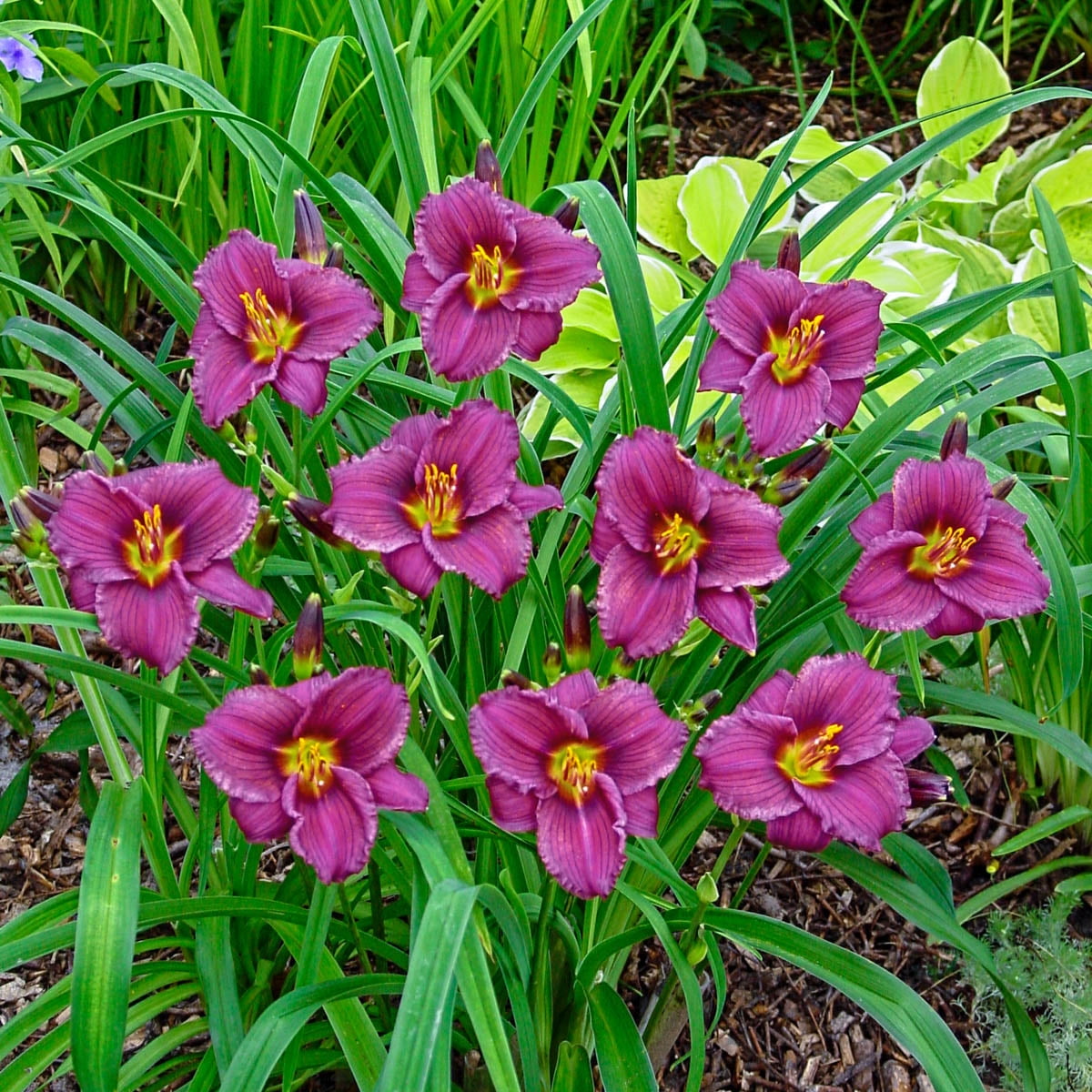 Purple De Oro Daylily Dormant Bare Root Flowering Perennial Starter ...