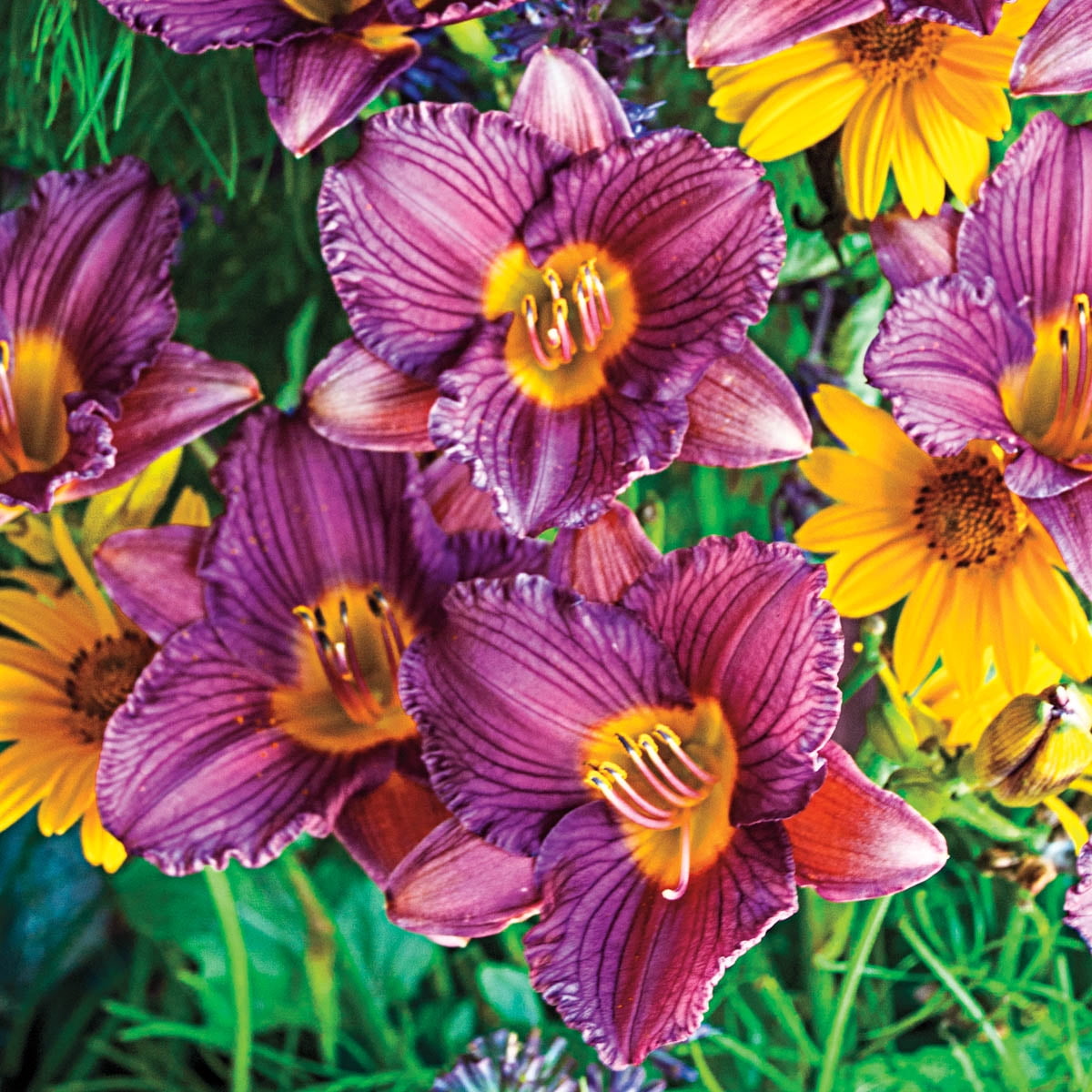 Purple De Oro Daylily Potted Flowering Perennial Plant, in a 2.50 Qt ...