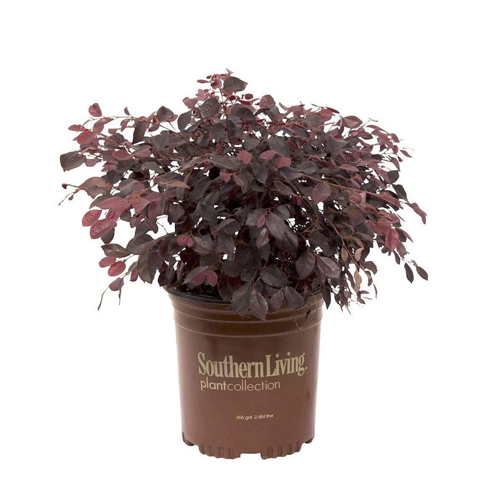 Southern Living Purple Diamond Loropetalum Live Shrub in 2.5-Quart ...