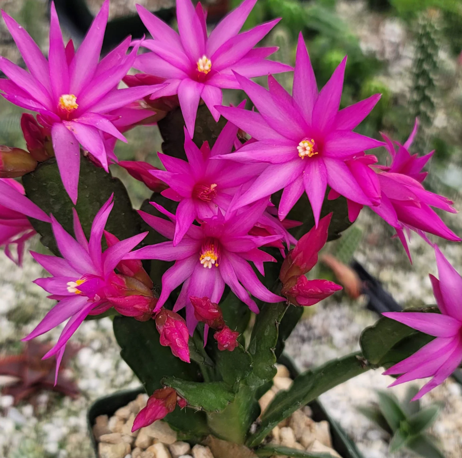 Purple Easter Cactus Plants Live, Easter Cactus Plant, in 2 Inch Tall ...