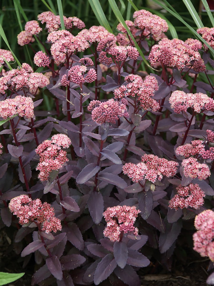 Purple Emperor Stonecrop - Sedum - 4" Pot - Walmart.com