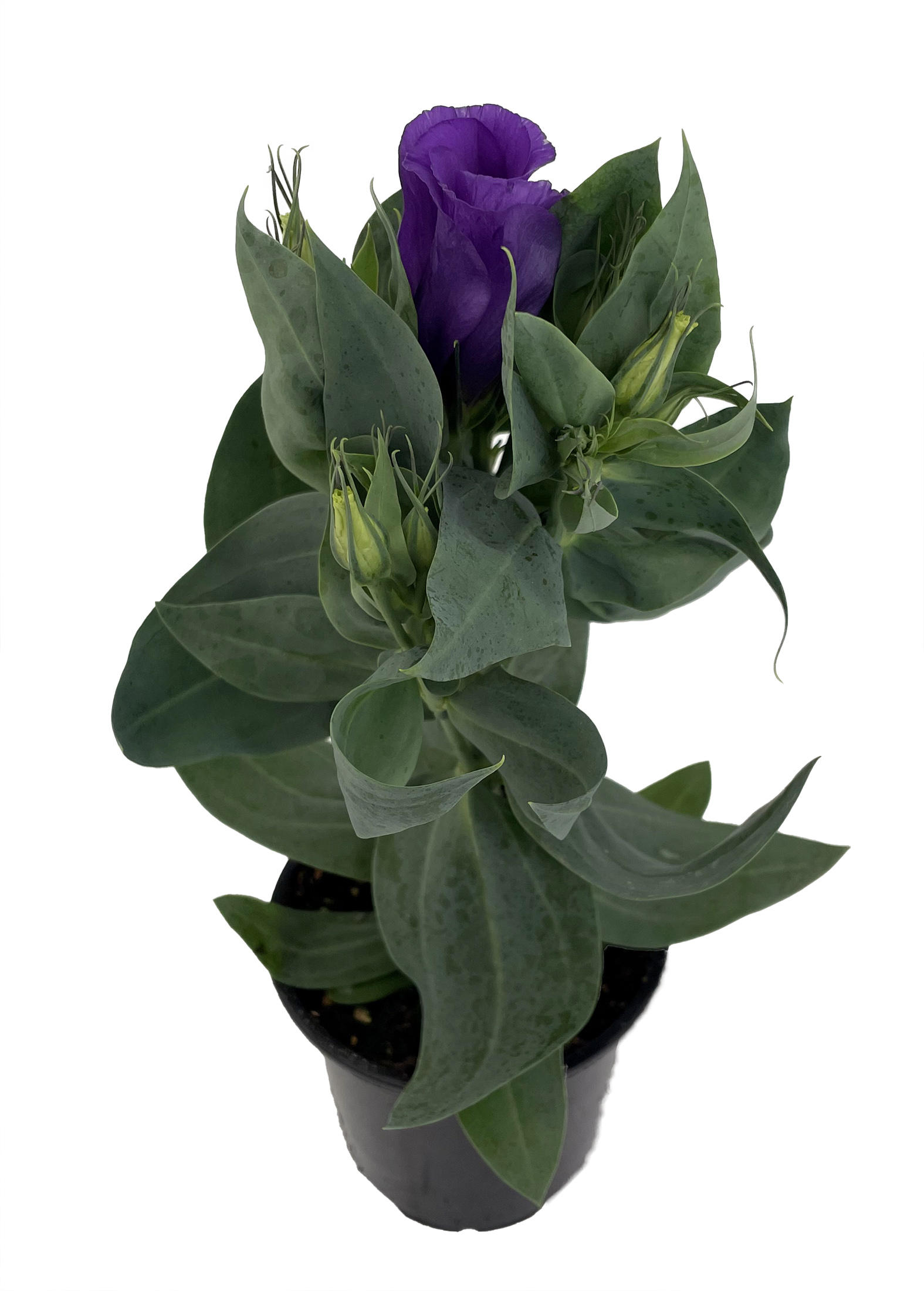 Purple Eustoma Lisianthus - 4" Pot - Rose-like Blooms - Live Plant ...