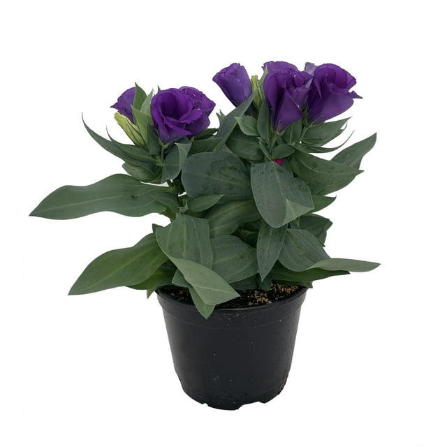 Purple Eustoma Lisianthus - 6" Pot - Rose-like Blooms - Live Plant ...