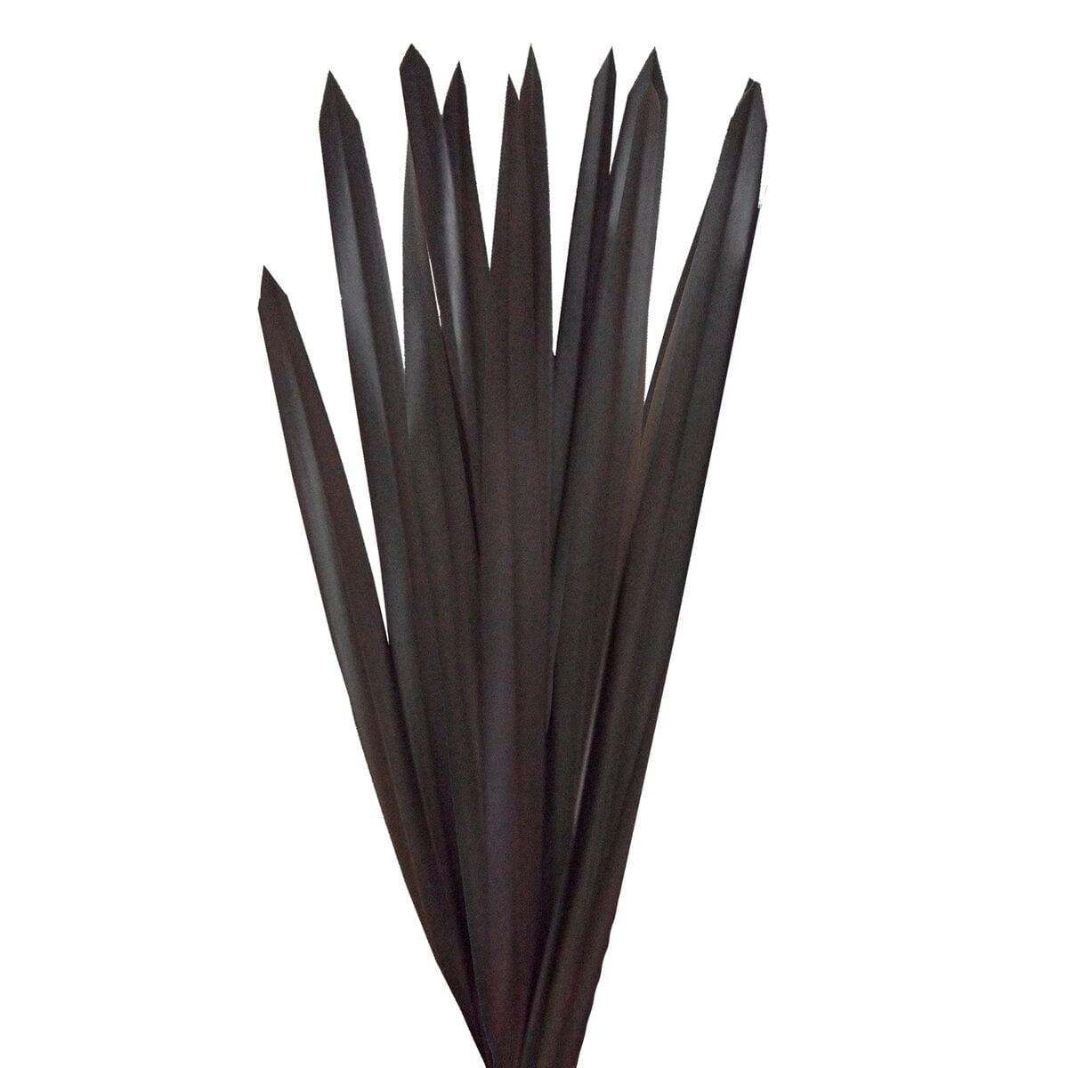 Purple Flax Leaves - Farm Direct Fresh Cut Flowers - 200 Stems ...