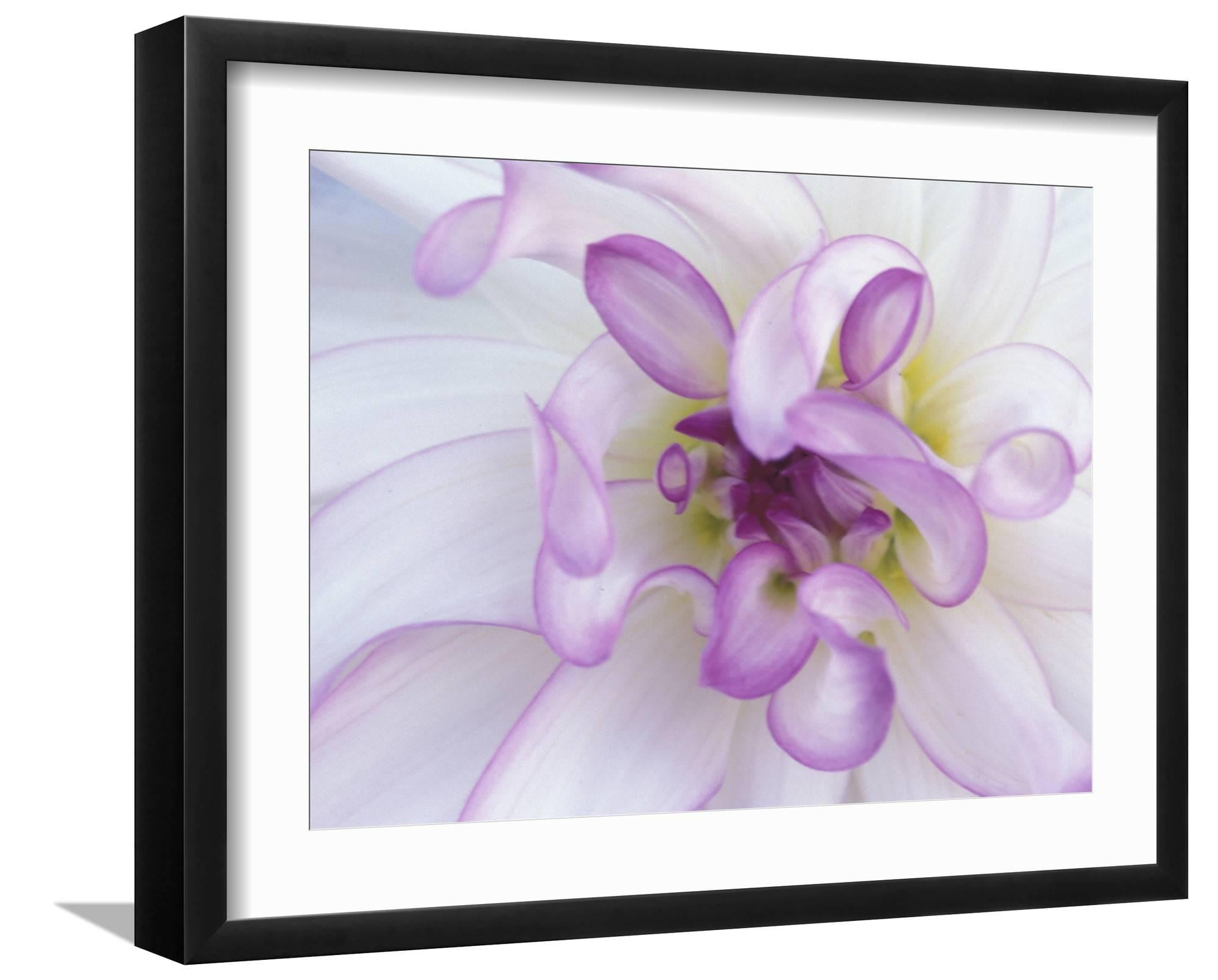 Art.com Purple Flower Photographic Print by Michele Westmorland, Black ...