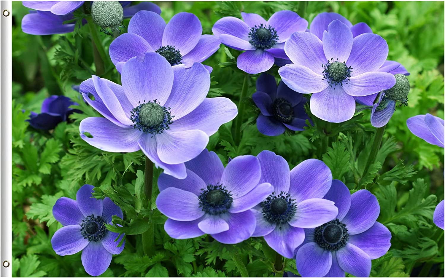 Purple Flowers Spring Summer Floral Blossom Field Seasonal Nature Flag ...