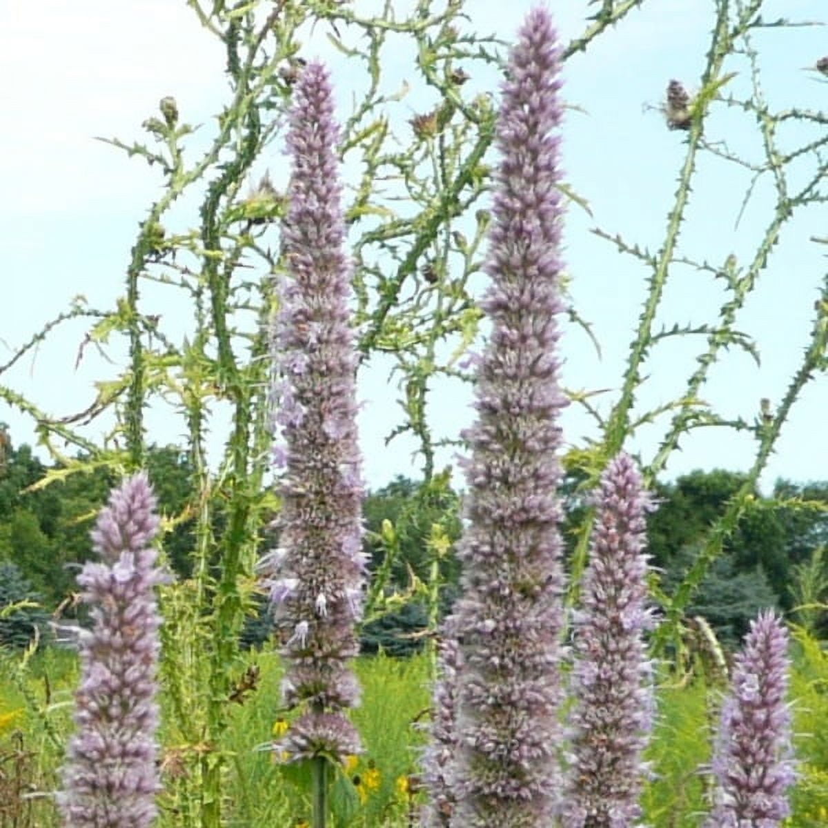 Sacred Roots Nursery Purple Giant Hyssop, Native Perennial Plant ...