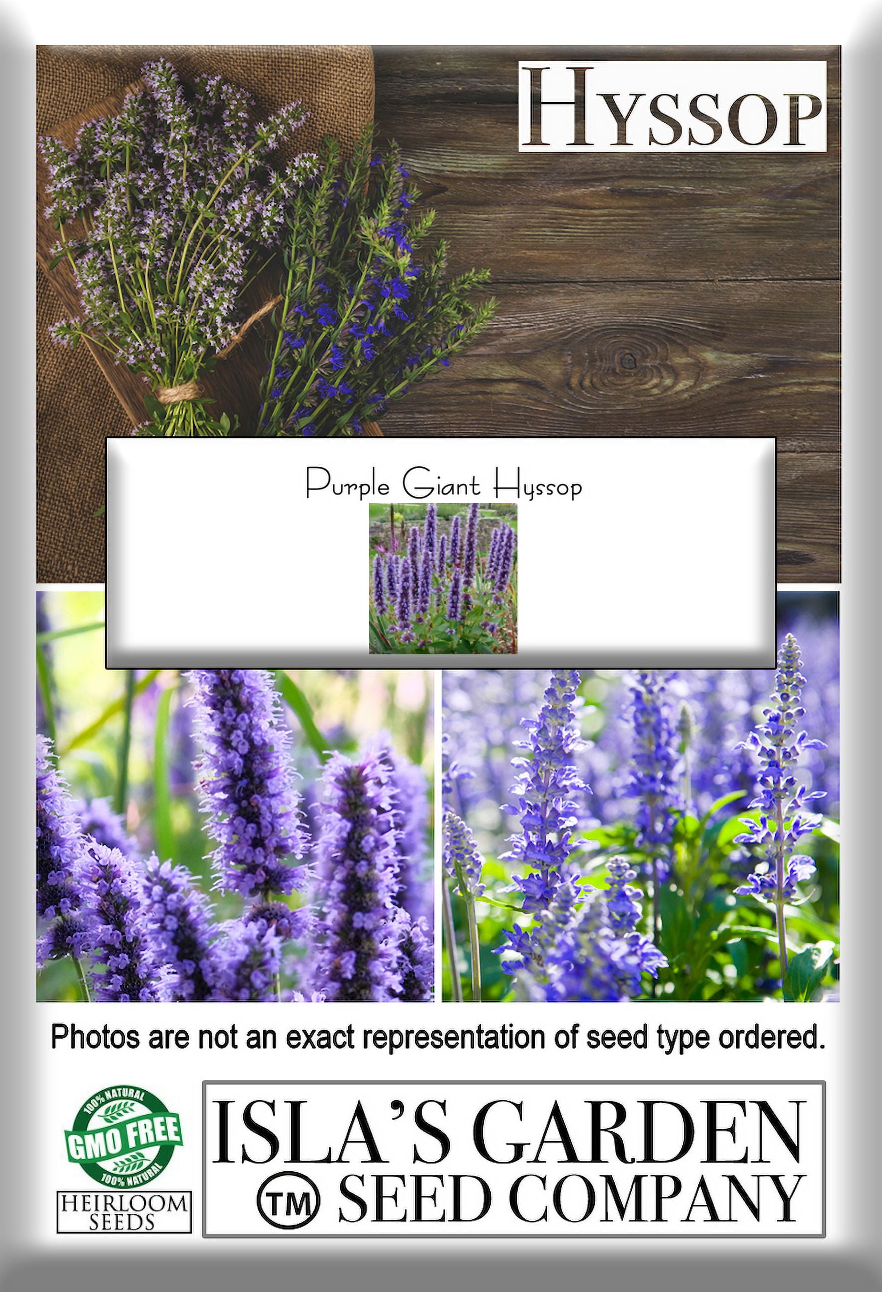 Purple Giant Hyssop Fragrant Herb, 250 Heirloom Seeds Per Packet, Non GMO Seeds - Walmart.com