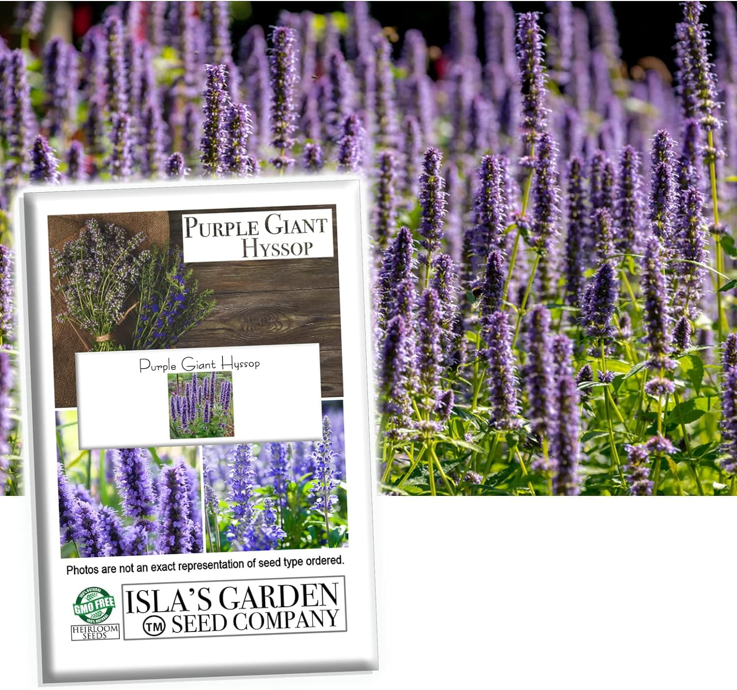 Purple Giant Hyssop Live Mint Herb, 250 Heirloom Non-GMO Seeds ...