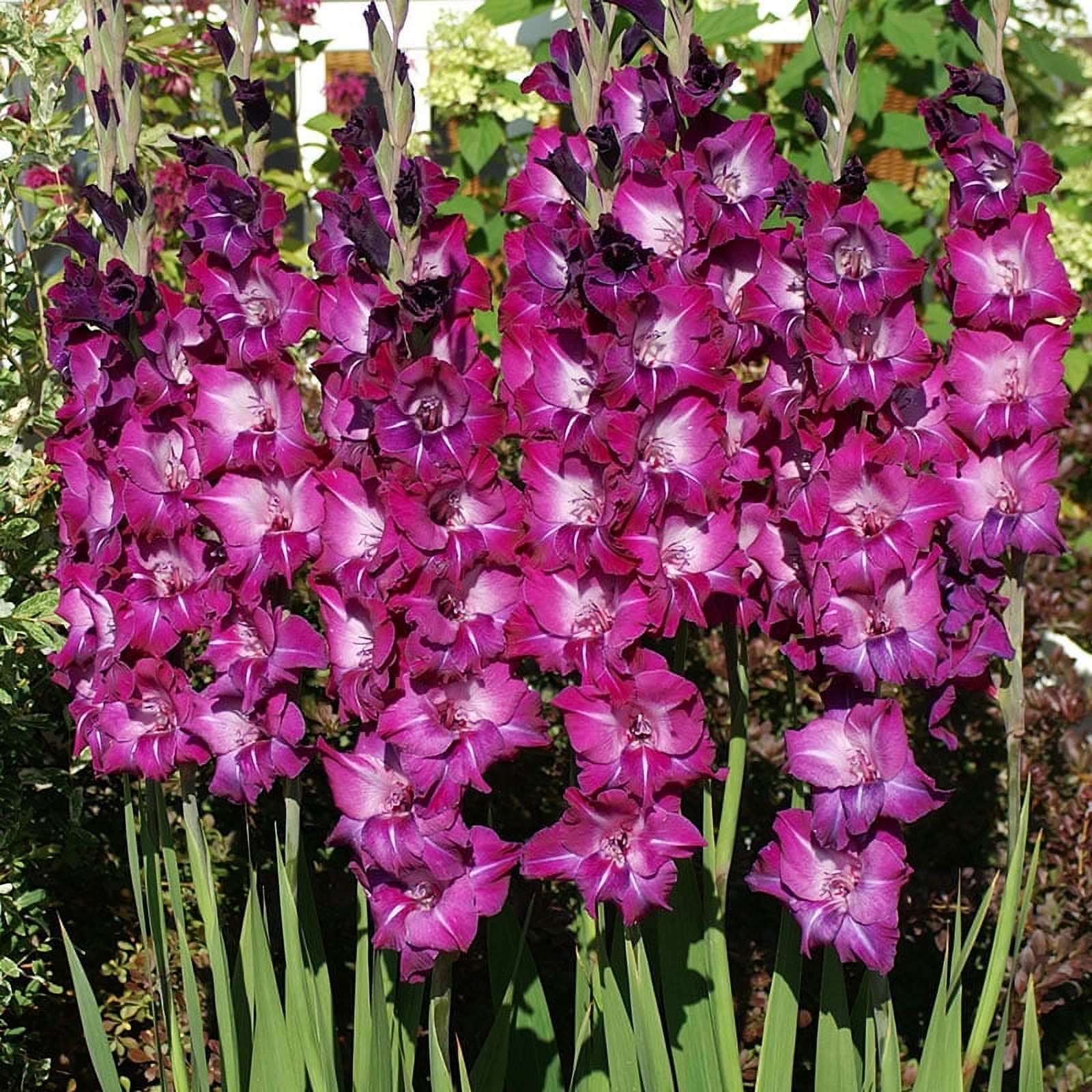 Planting Purple Gladiolus Value Bag - Long-Lasting Tall Spikes, 30 ...