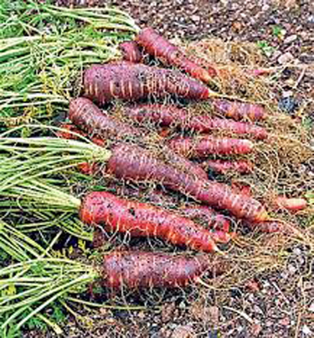 Purple Haze Carrot Seeds - 500 Count Seed Pack - A Unique, Tasty Carrot ...