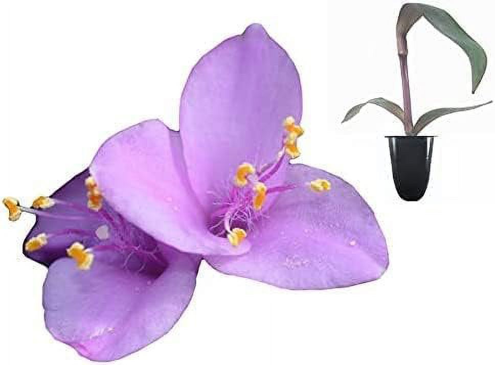 Purple Heart 10 Live Plants Setcreasea Pallida Tradescantia Blooming ...