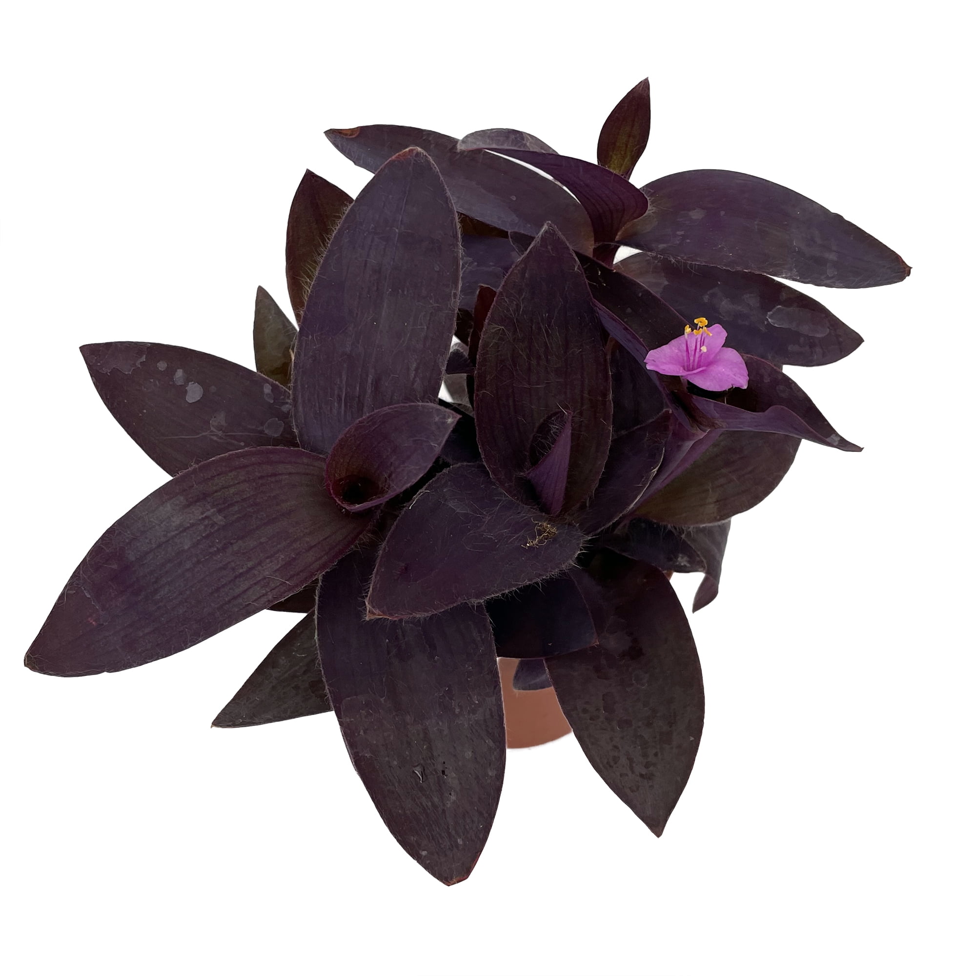 Purple Heart Plant - Setcreasea pallida - 4" Pot - Walmart.com