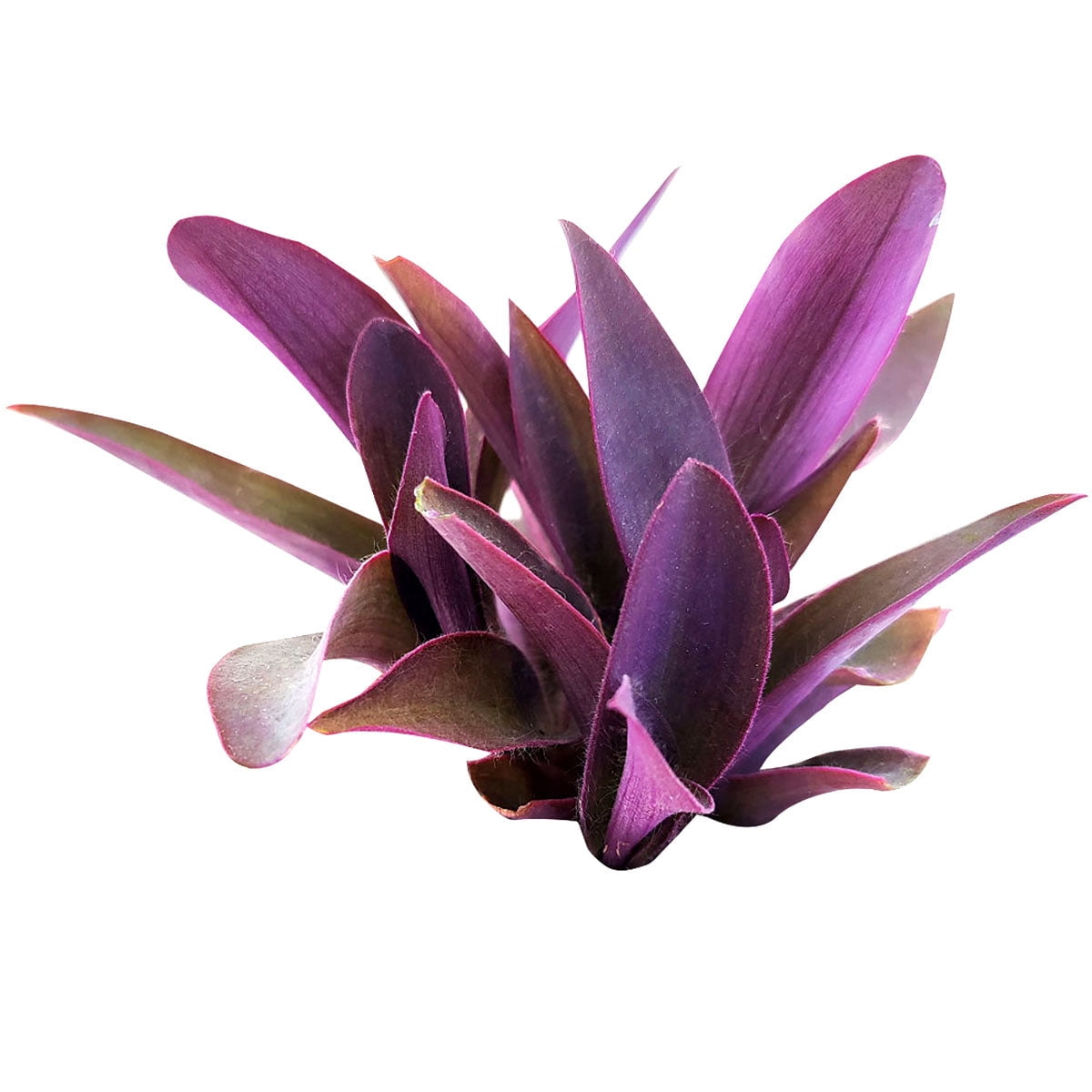 Purple Heart Tradescantia Pallida (2"+ Plastic Pot) - Wandering Jew ...