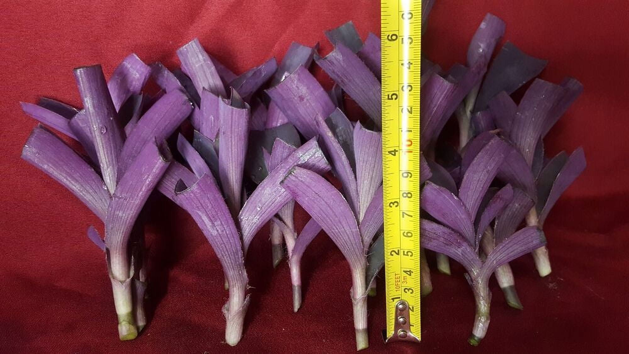 Purple Heart Wandering Jew live plant cuttings 15 pc lot - Walmart.com Purple Heart Wandering Jew live plant cuttings 15 pc lot - Walmart.com