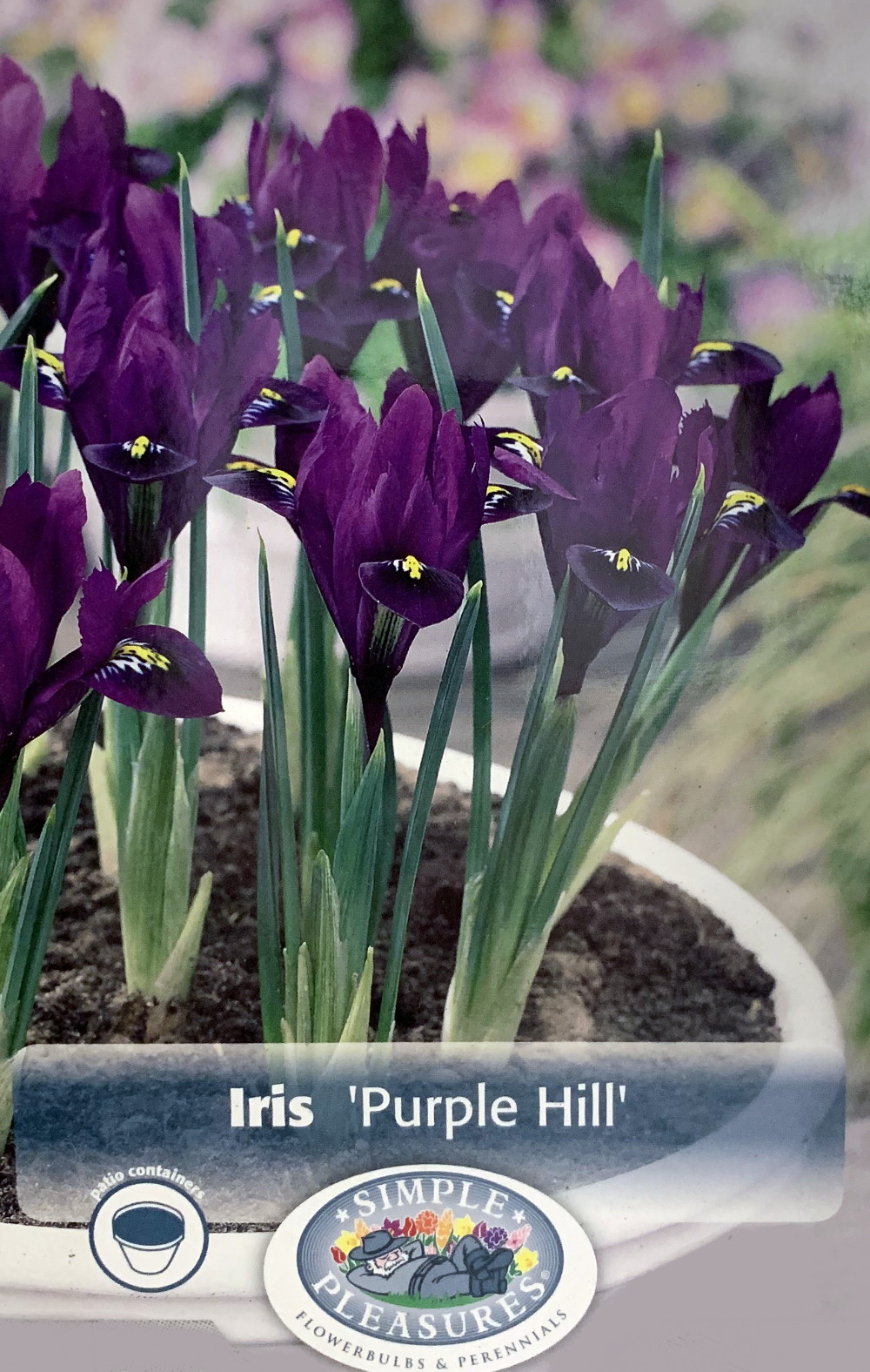 Purple Hill Rockgarden Iris - 12 Bulbs - 7/+ cm Bulbs - Very Hardy ...