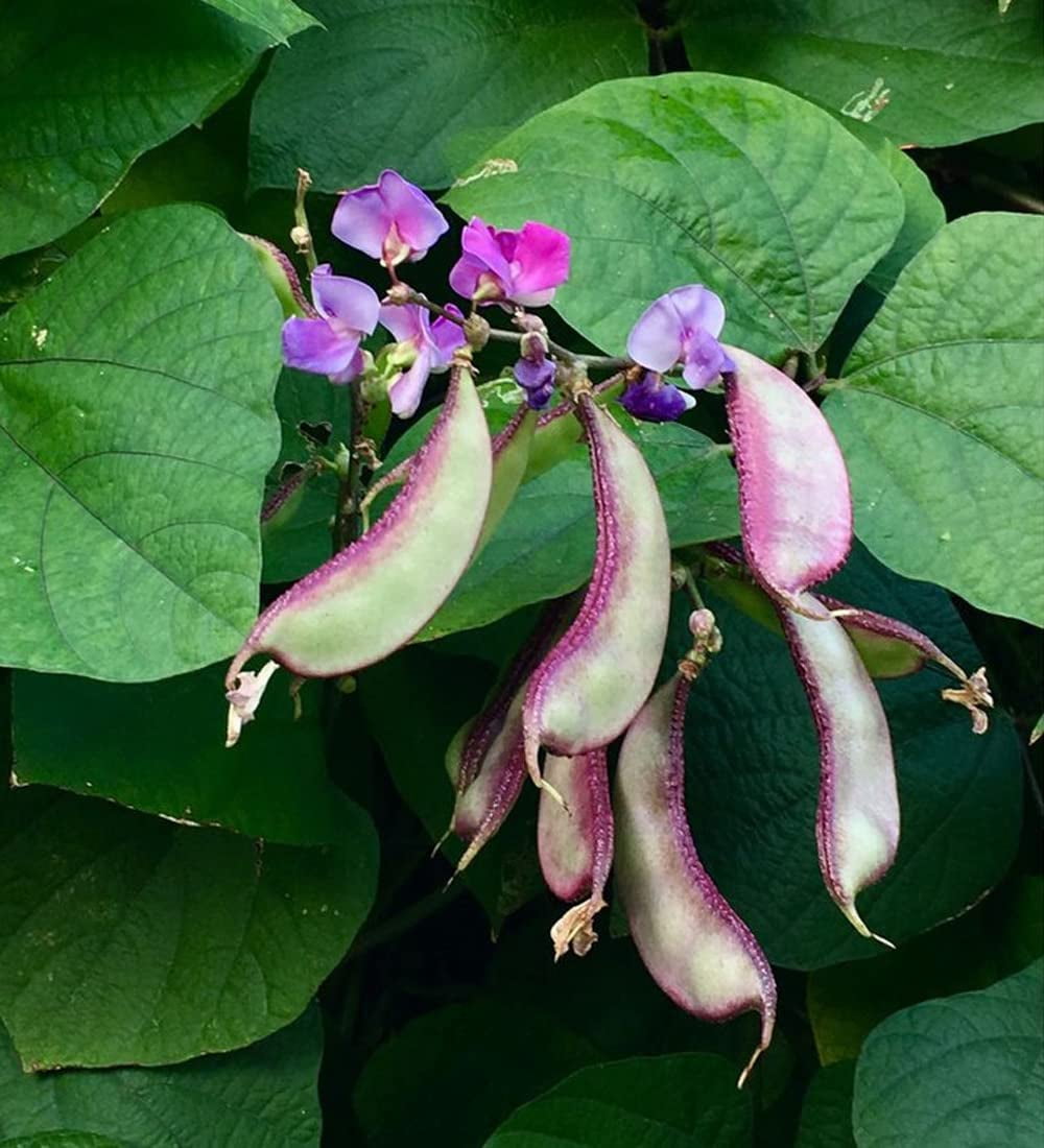 Purple Hyacinth Bean Seeds Dolichos Lablab Delicious Asia Vegetable 10 ...