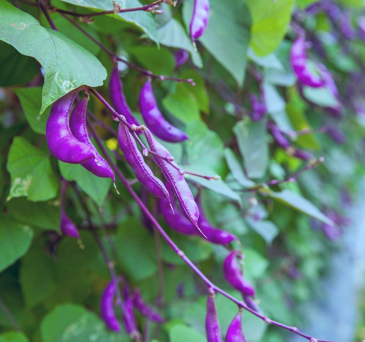 CZ Grain 15 Purple Hyacinth Bean Vine Seeds - Walmart.com