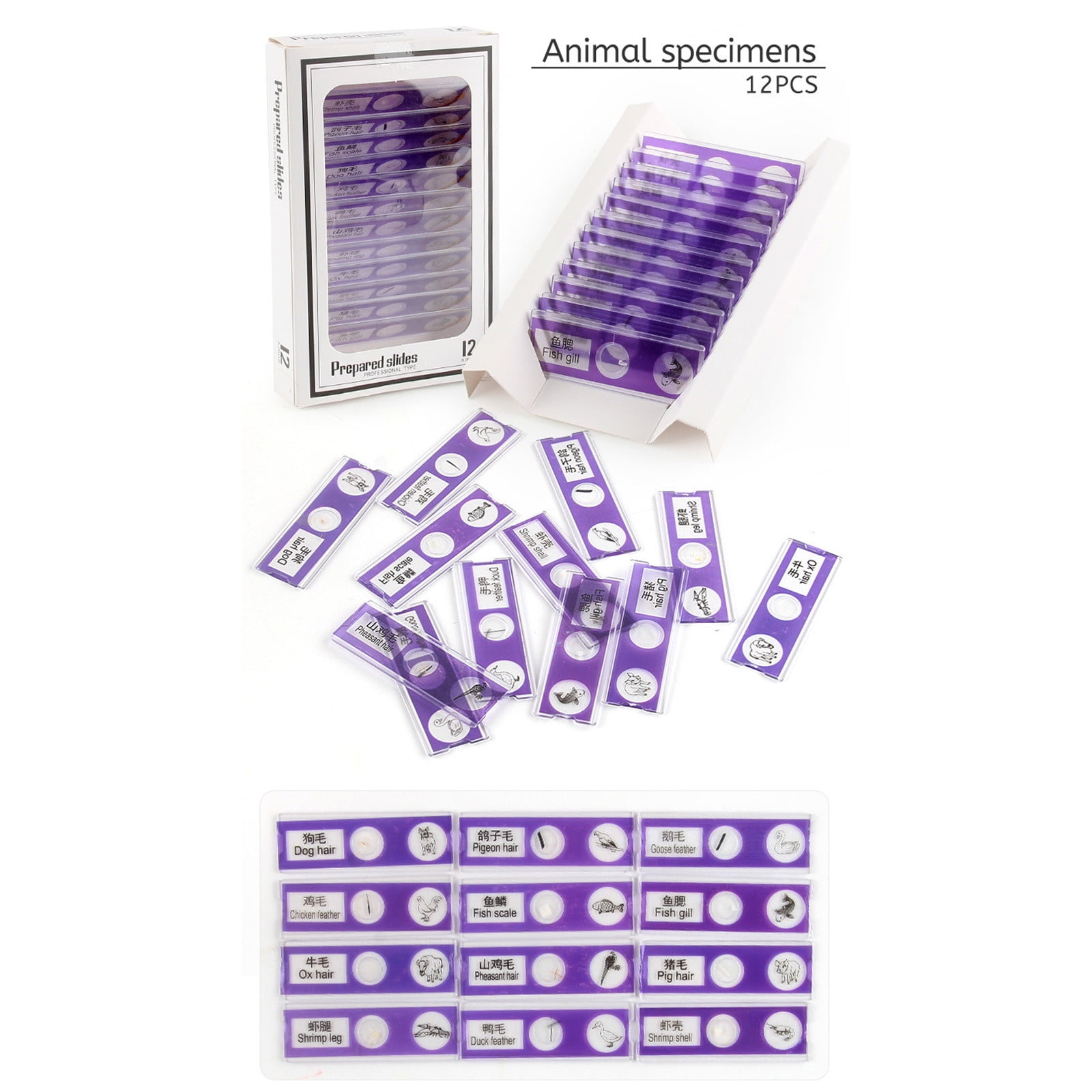 Purple Insect Microscope Slides Kit For Children Biology Learning ...