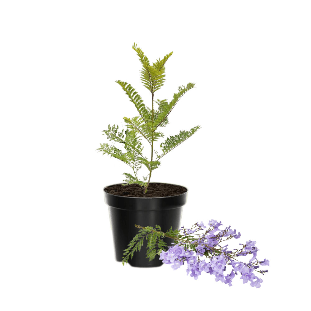 Purple Jacaranda Tree in 4'' Pot, Jacaranda Mimosifolia Flowering Plants Live for Outdoor Garden ...