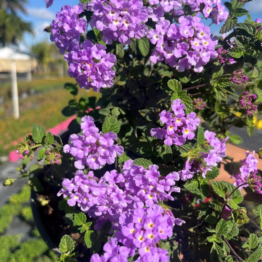 Purple Lantana Shrub Tree, Vibrant Lantana Plants Live for Gardens, 4-9 ...