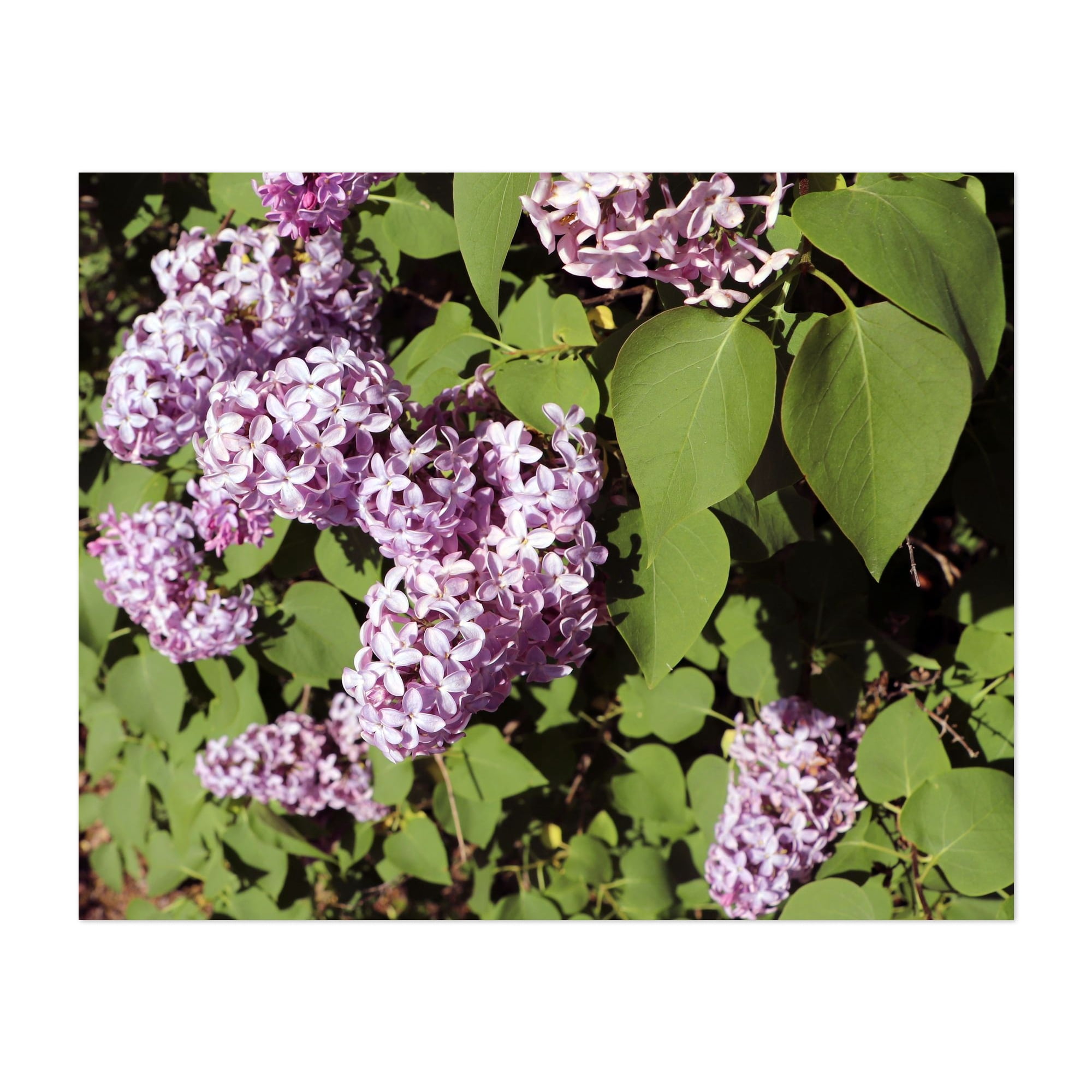 Purple Lilac Flower Bush - South Bend Indiana Photography Flowers ...