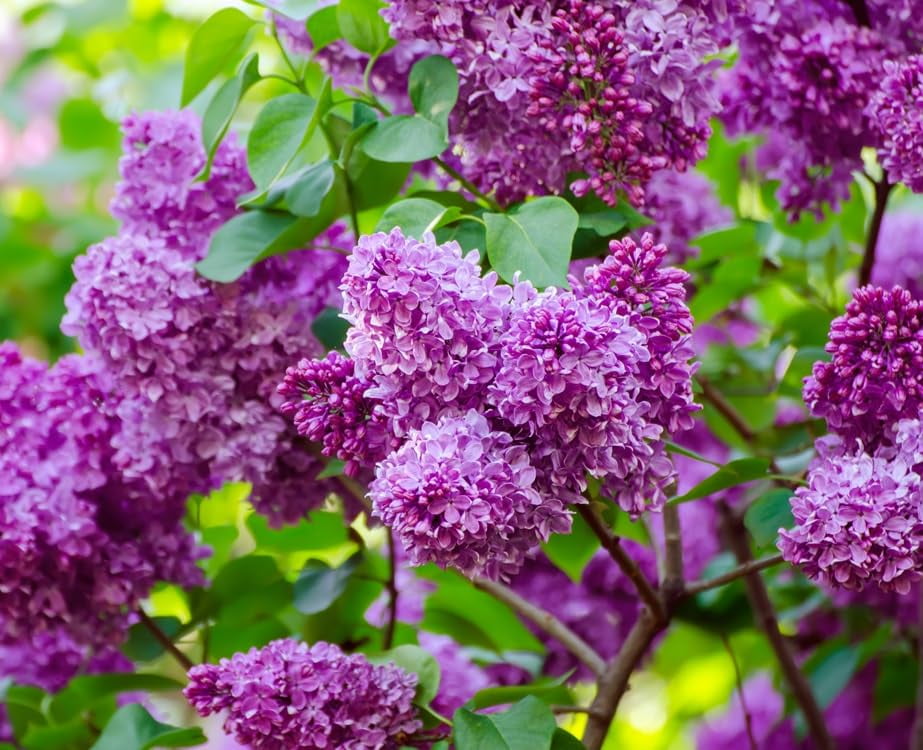 Purple Lilac Seedlings for Planting - Common Lilac, Fragrant and ...