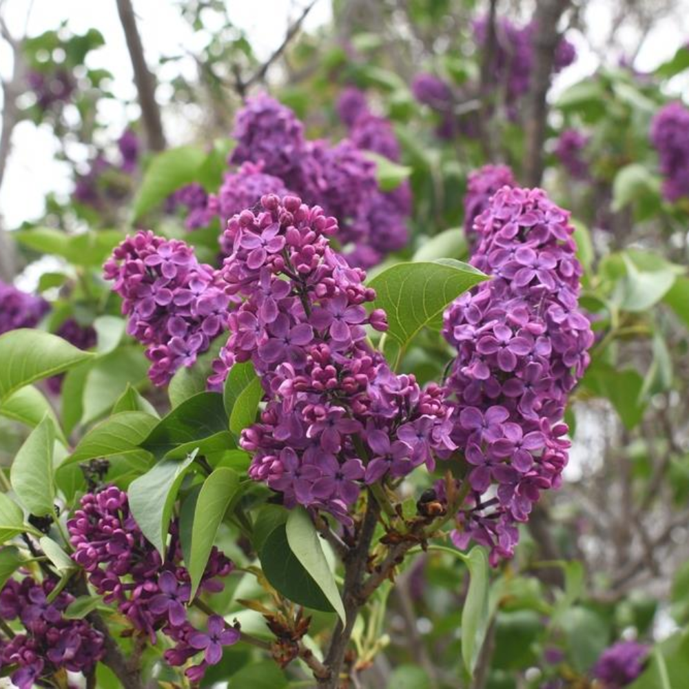 Purple Lilac Tree Live Plant, 6 to 12 Inch Tall, Fragrant Lilac Plant ...