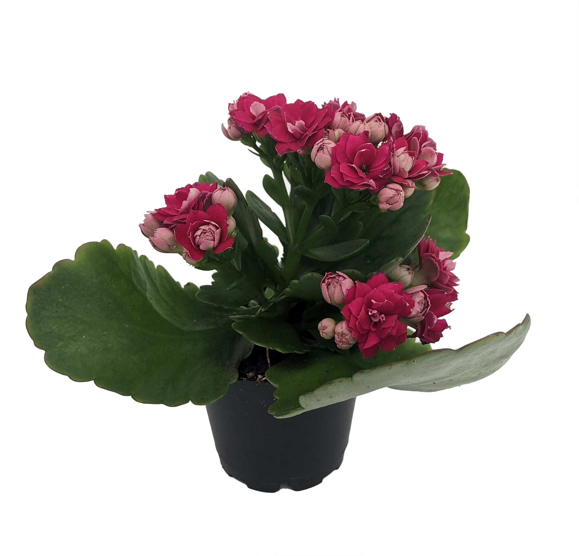 Purple/Magenta Calandiva - 2.5" Pot - Budded Kalanchoe - Double Purple ...