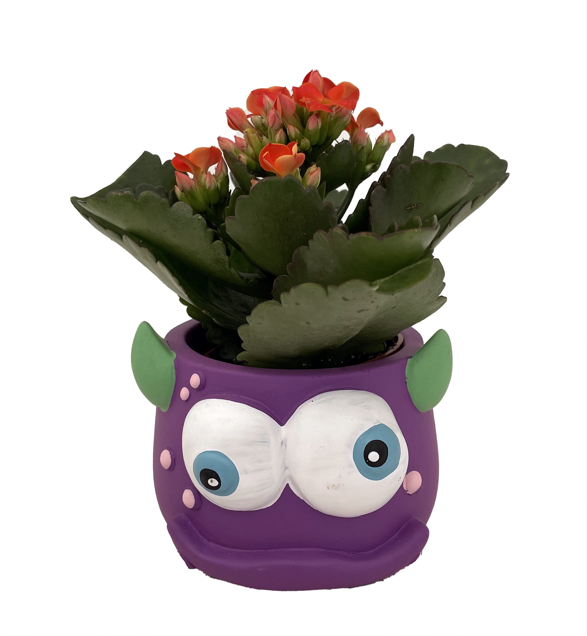 Purple Mini Monster Ceramic Planter with Kalanchoe Succulent Plant - 3 ...
