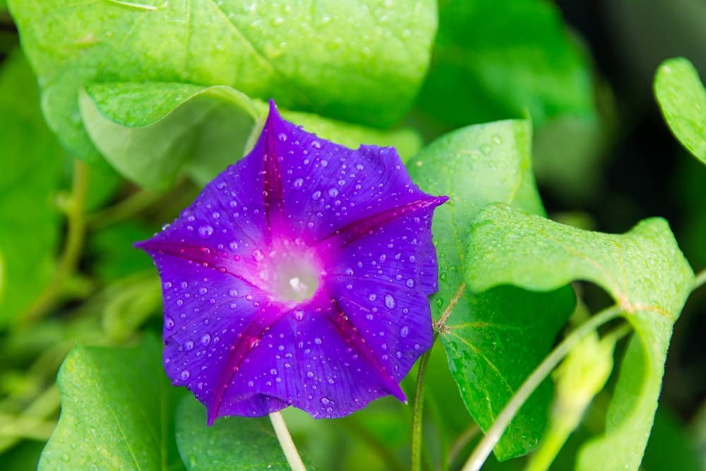 Purple Morning Glory Climbing Vine| 100 Seeds to Plant | Beautiful ...