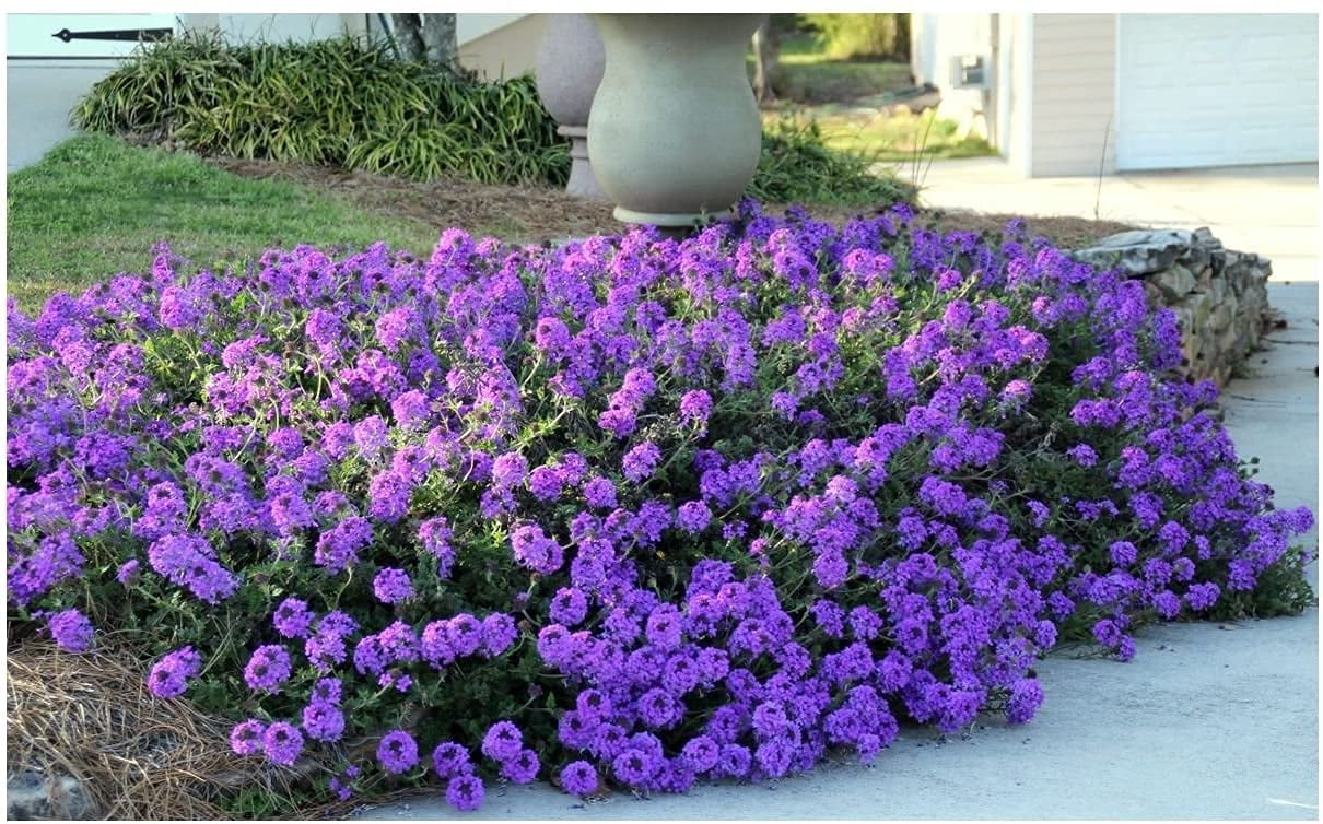 CZ Grain Purple Moss Verbena Seeds, 100 Seeds, Vibrant Ground Cover ...