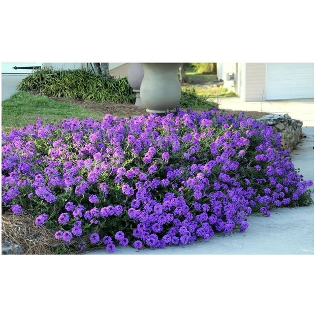 Purple Moss Verbena Seeds | 100 Seeds | Stunning Groundcover with ...