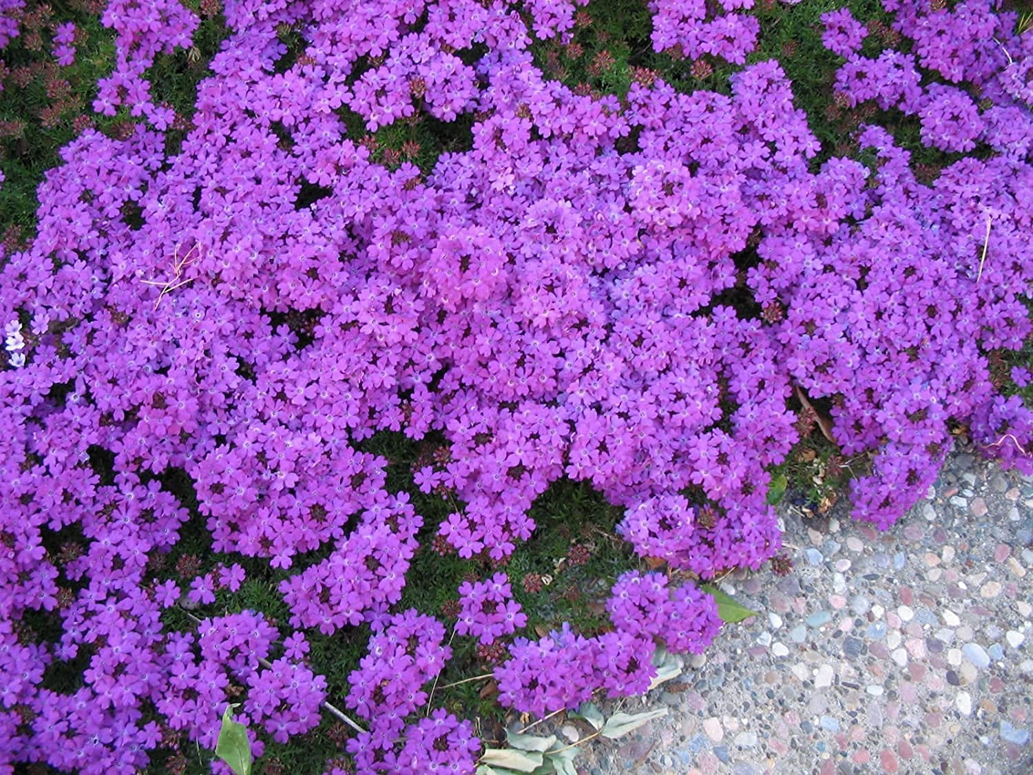 Purple Moss Verbena Seeds | 100 Seeds | Stunning Groundcover with ...