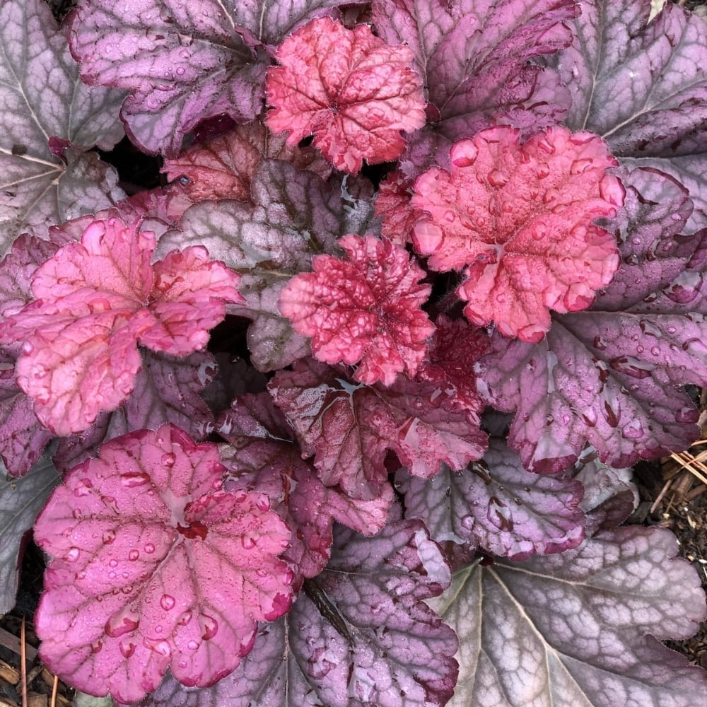 Cool Coral Bells Purple Palace Photos