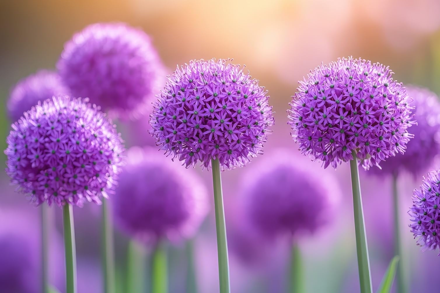 Purple Passion Allium Bulbs for Planting - Large Round Blooms are Deer ...