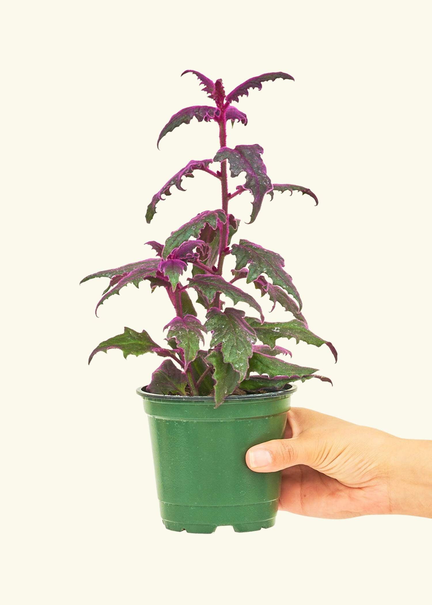 "Easy to Grow Indoor Purple Passion Plant - Gynura Aurantiaca in 4 ...