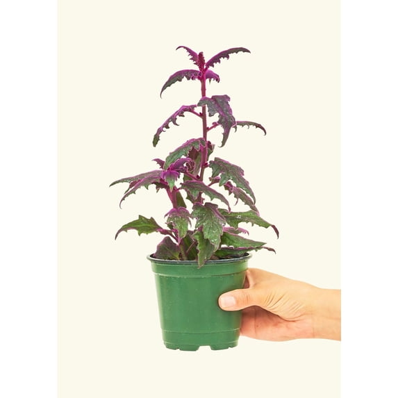 "Easy to Grow Indoor Purple Passion Plant - Gynura Aurantiaca in 4 ...