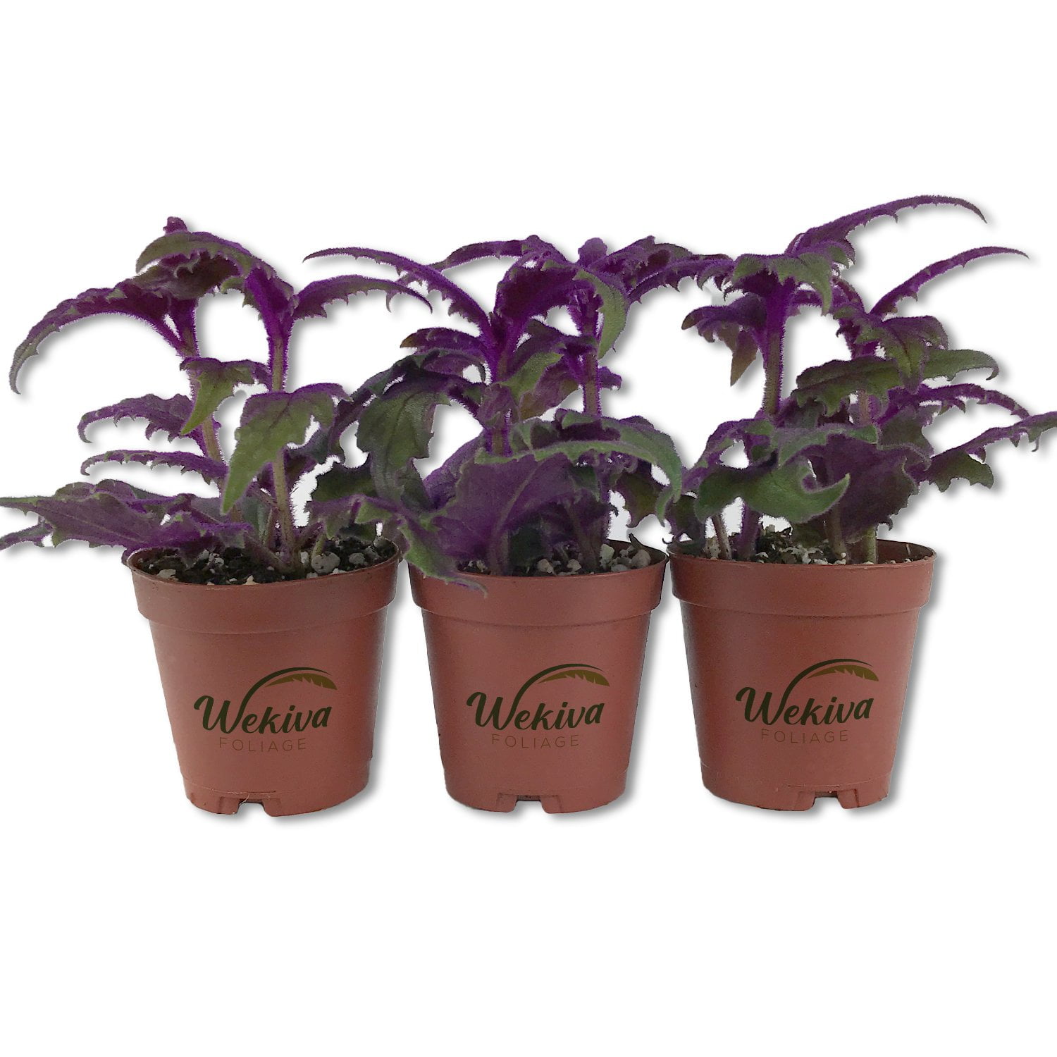 Purple Passion Plant - Royal Velvet Plant - 3 Live Starter Plants in 2 ...